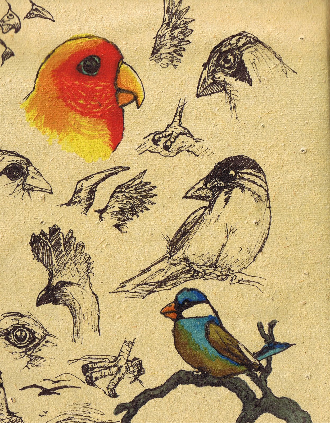 Austin B's Art: Bird sketches