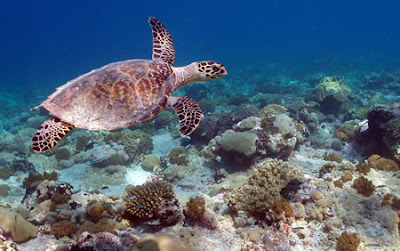 CHAGOS ARCHIPELAGO ~ Klima Naturali™