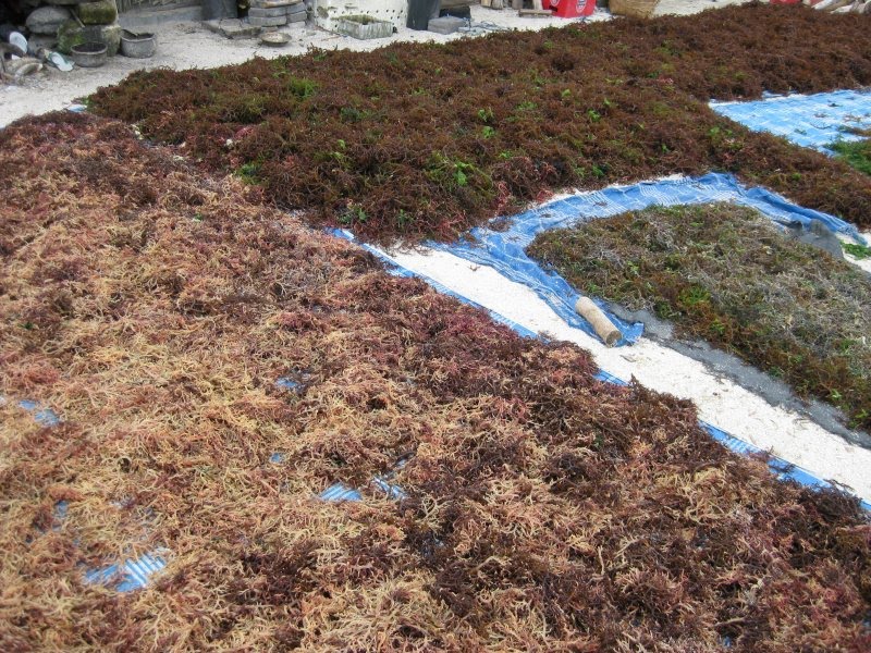 D'Genius Seaweed: Eucheuma cottonii & Eucheuma spinosum "Botany Photo ...