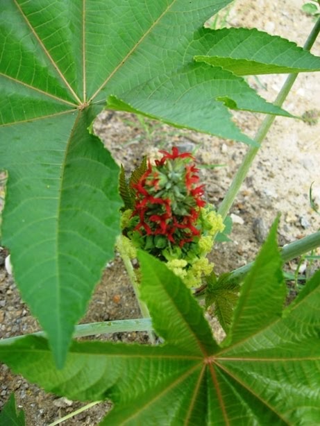 Agnes' Diary & More...: Castor Oil Trees are Flowering