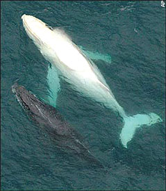 White Animal ~ KamarIbedo