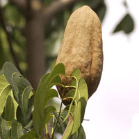 草药叔叔园地: 向天果 Sky Fruit