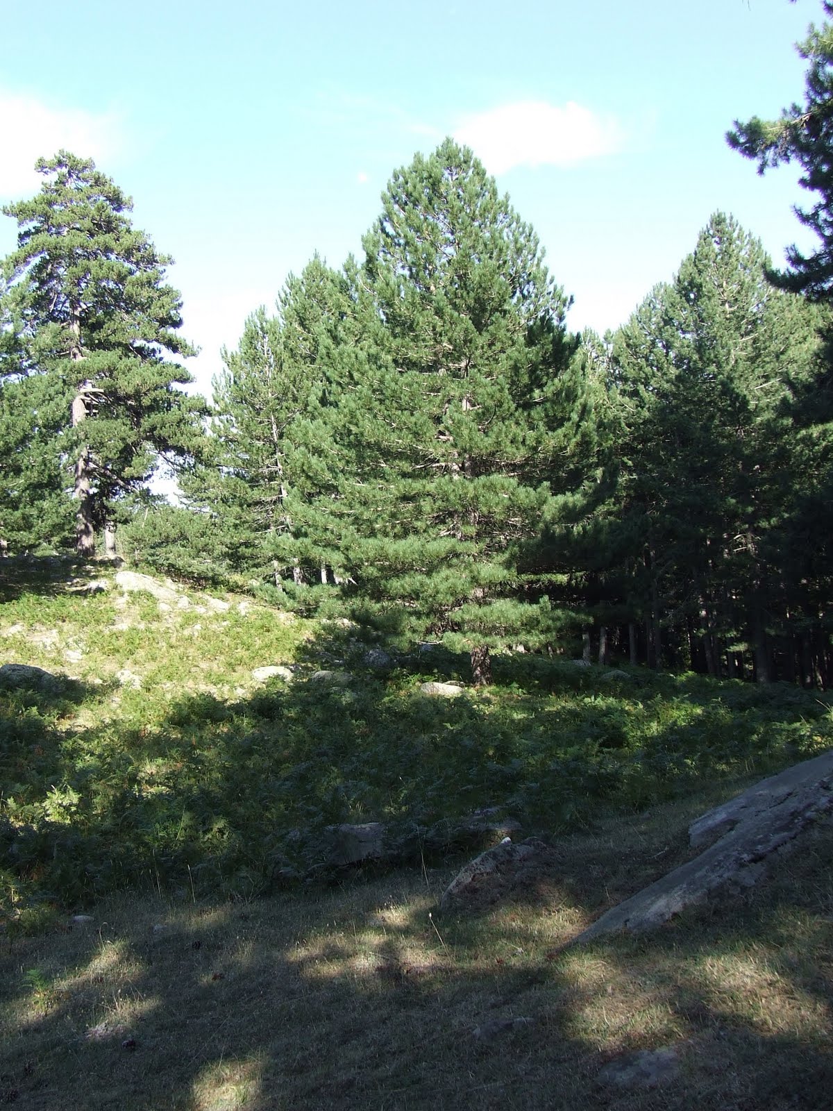 lineecurve: novembre 2010