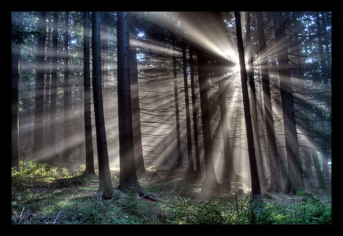 Linda - Lost in Switzerland: Photo post: Magical forests....
