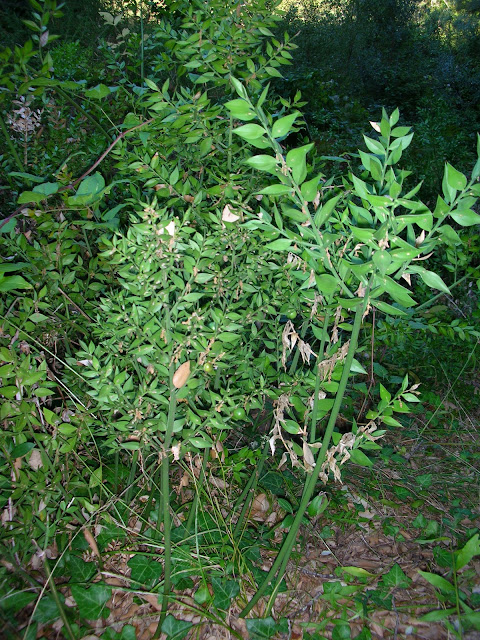COSAS EN EL MONTE: RUSCUS ACULEATUS