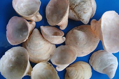 LA BOLSA AZUL: Moluscos Gasterópodos_Capulus ungaricus_1
