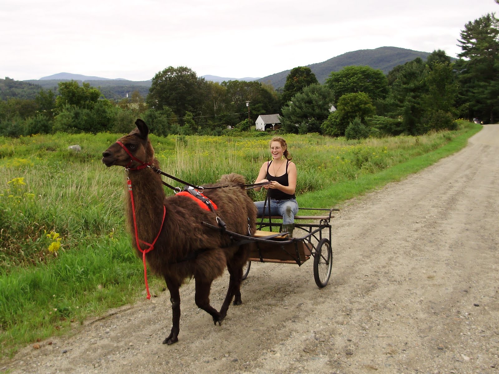 White Mountain Llamas: Driving Llamas!