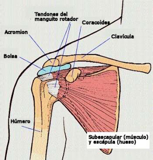 El síndrome subacromial: El síndrome subacromial
