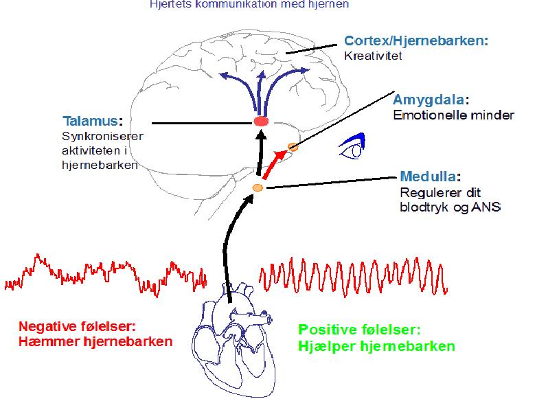 HeaRt Managment: Heart Rate Variability og stress