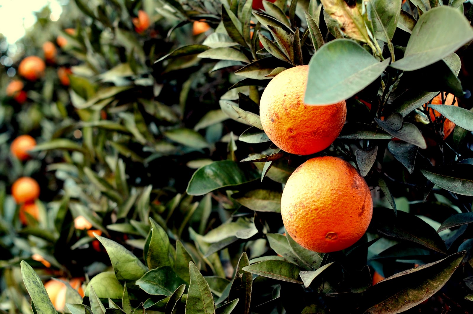 Central Valley Photos: It's Raining Oranges