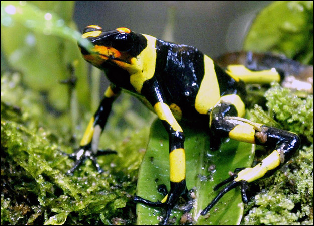 Frogs of the World: 5 most Endangered Frogs!