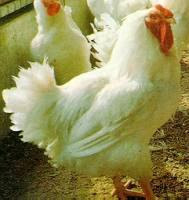 Sweet Girl: O que é um Chester?