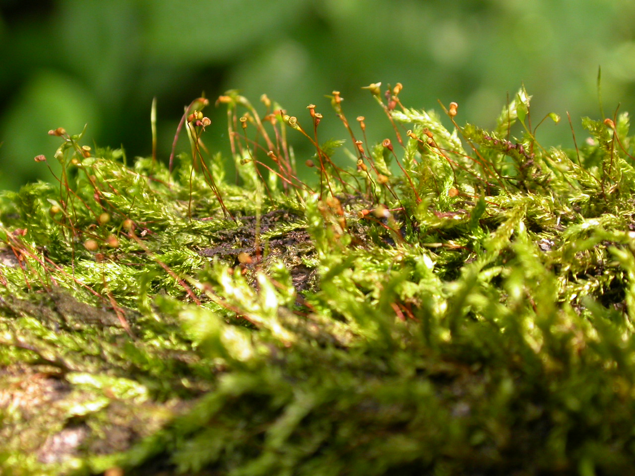 Prof. Marcos Alexandre: Diferenciação de Briófitas e Pteridófitas.