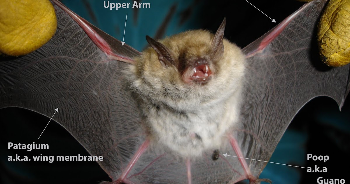 Merut's Roost: Bat Anatomy