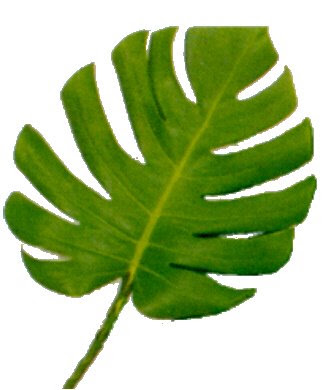 Follajes: Mano de León, Monstera.