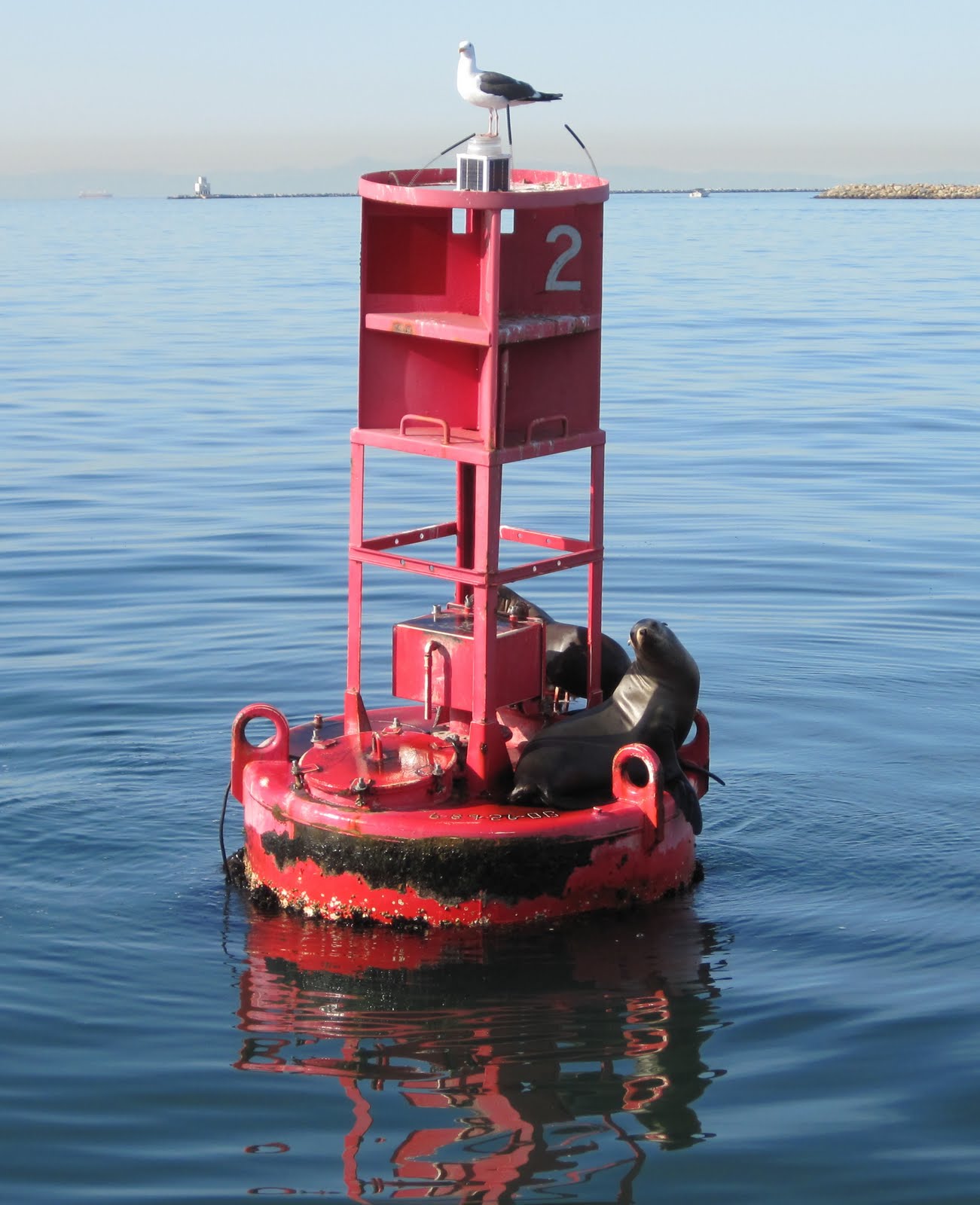 Such-n-Such Bird Blog: Sea Lyons