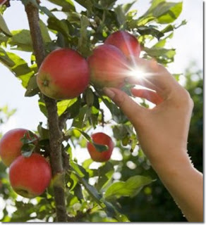 Ministerio Pan de Vida: El árbol y su fruto