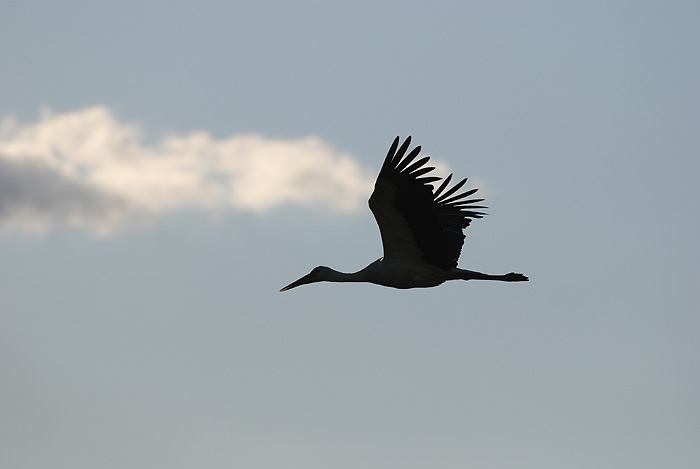 Pilte loodusest: Valge-toonekurg vastuvalguses, A stork in contra light