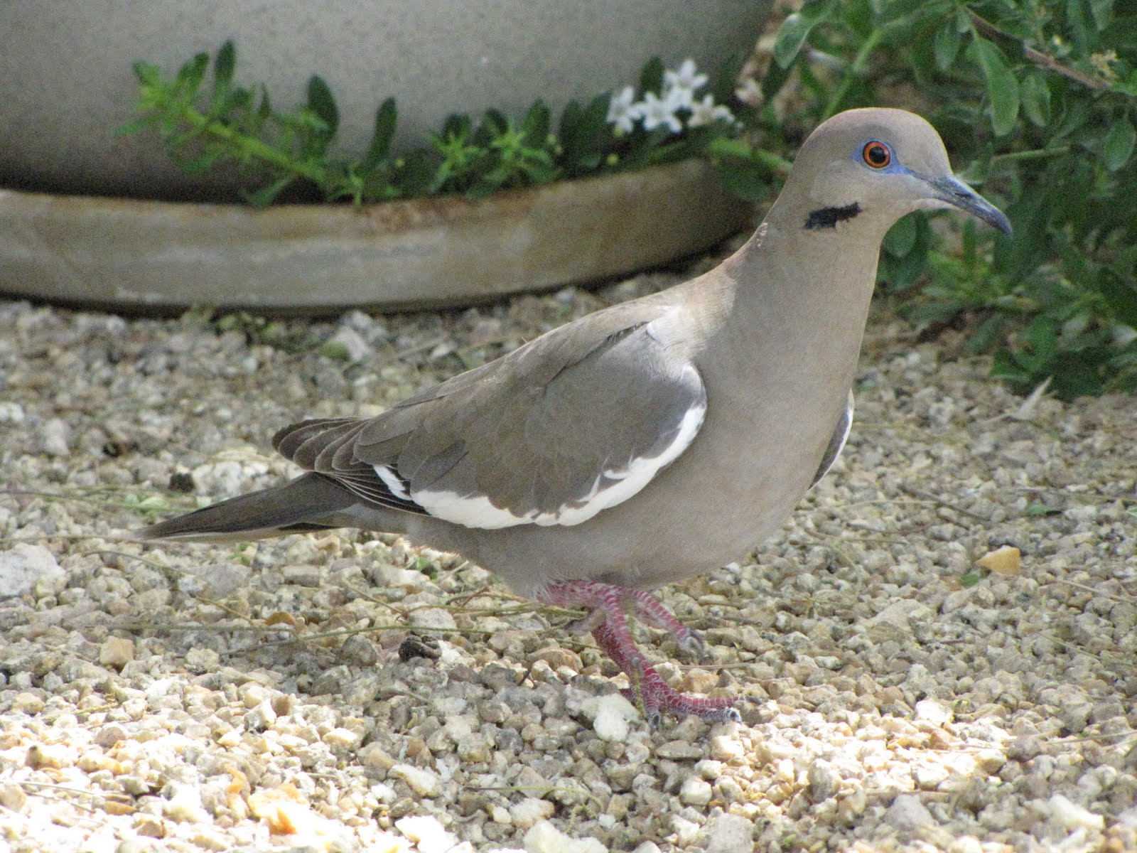 Kat Tracks: White-winged Doves