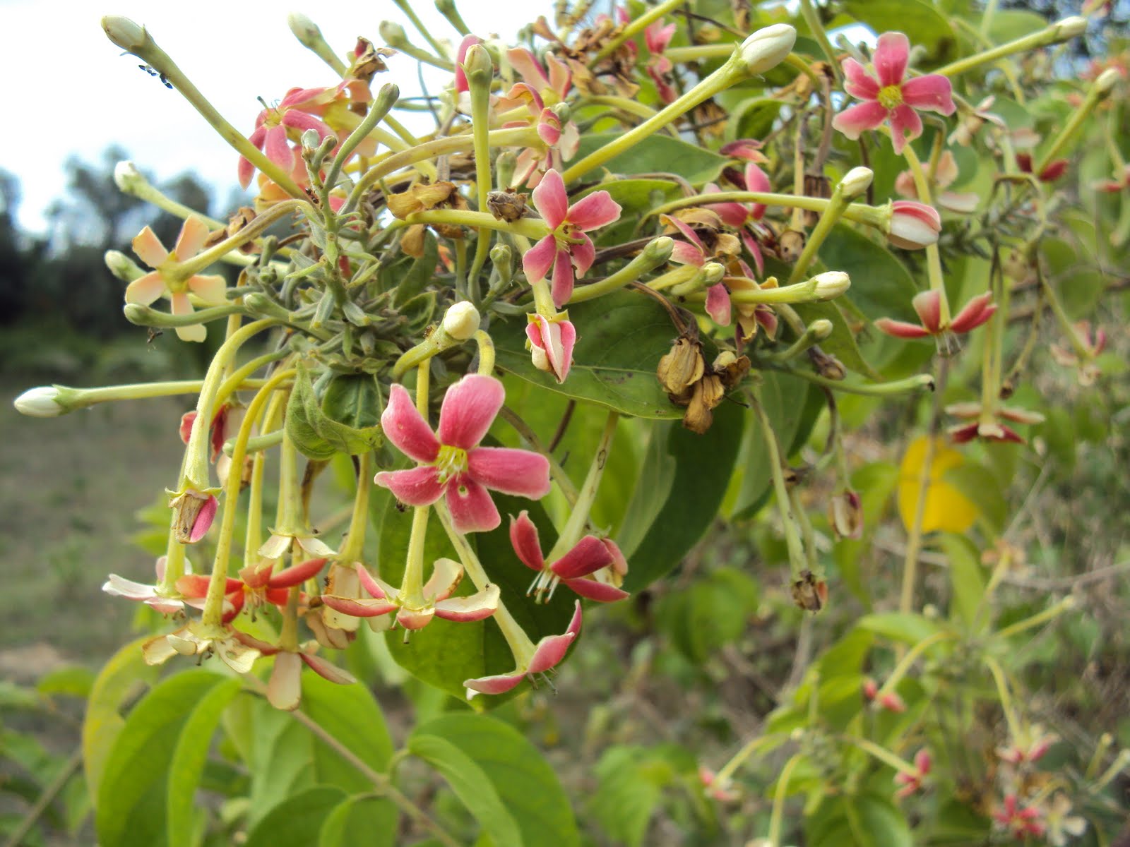 Shot Like A Pro: My shots at Marinduque