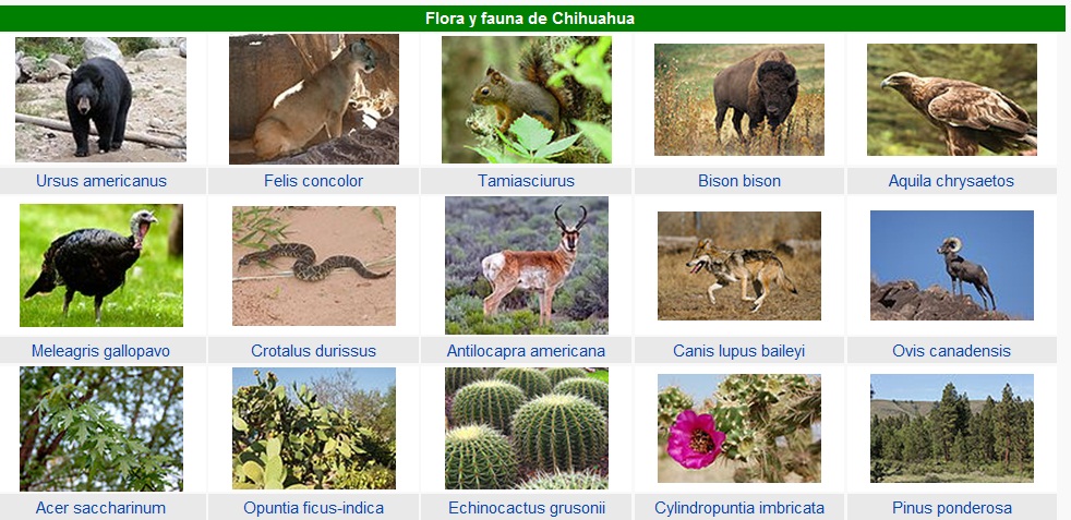 450 Aniversario Durango