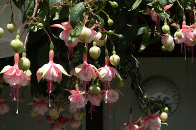 Colors Of The Garden: Window Boxes and Hanging Baskets