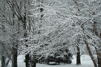 Colors Of The Garden: The Beauty of a Snowstorm
