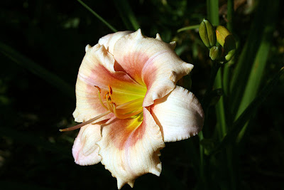 Colors Of The Garden: Daylily Delight