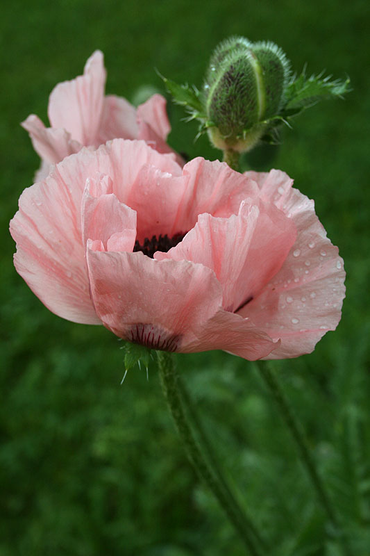 Colors Of The Garden: Focus on Poppies