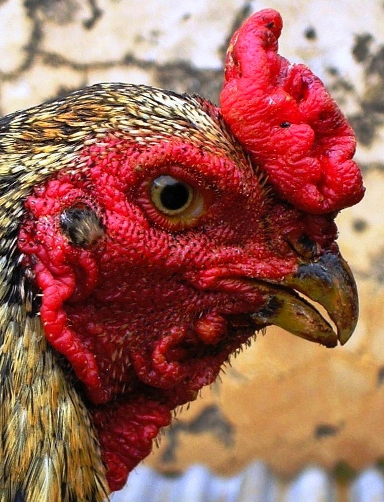 ASIL & Cia: FOTOS - ASIL RAJAH MURGH (Asil & Cia)