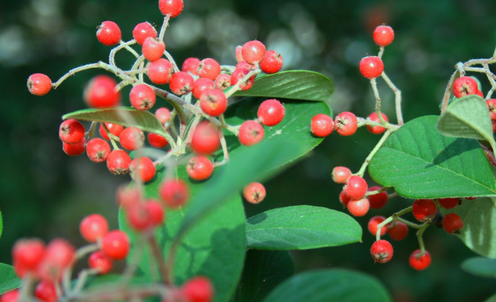 Enchanted Oak: Red Berry Love