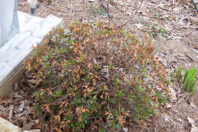 In the Garden: Encore Azaleas-Not so Encore