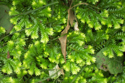 In the Garden: Spike Moss and Fern Allies