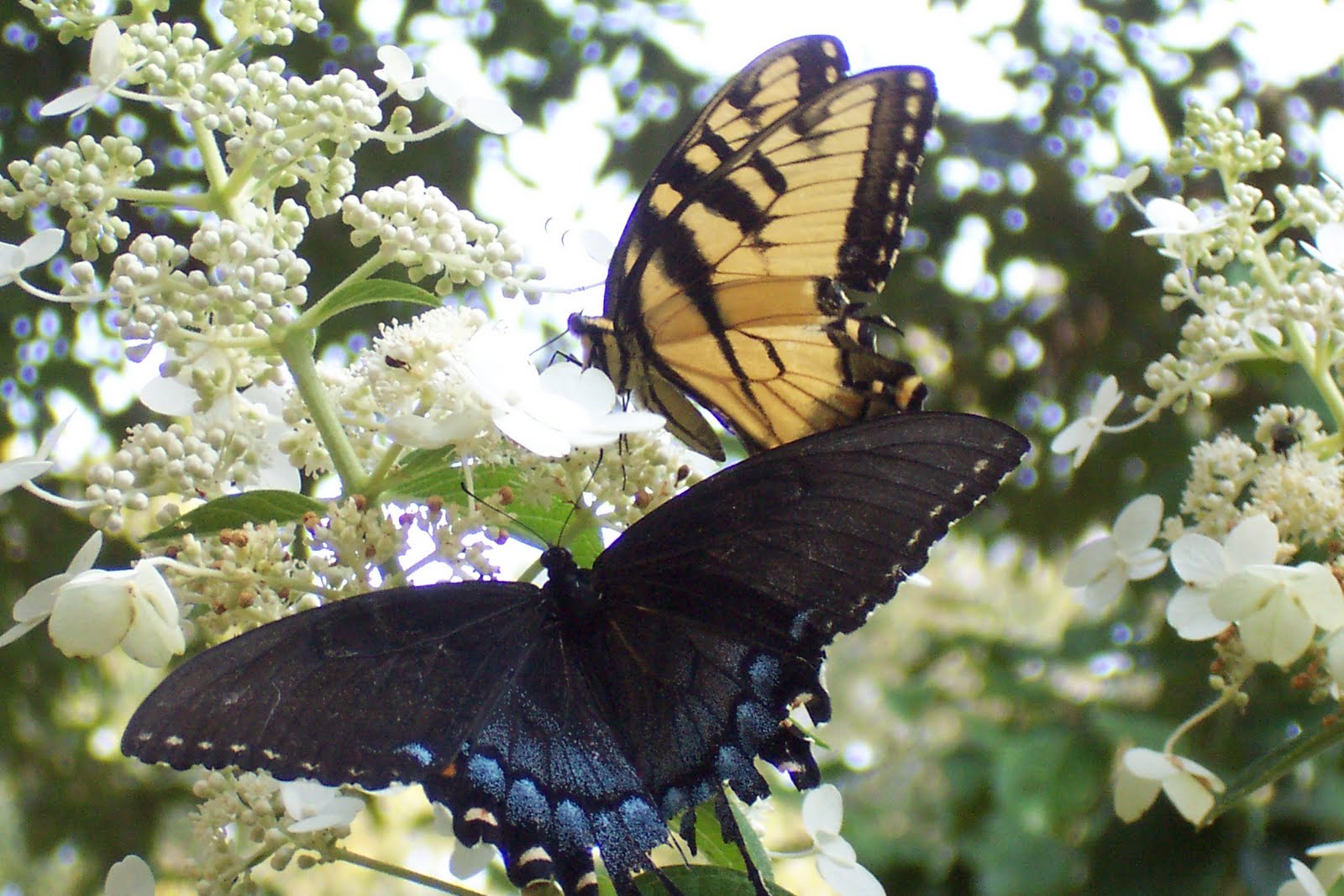 In the Garden: Hydrangeas Bring in the Butterflies