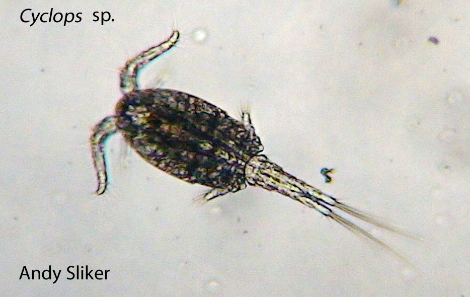 Botany 111 Term Project