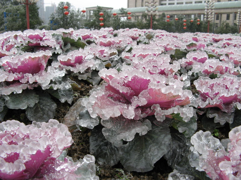 Amazing Ice Rain in China - Photos | Amazing Images