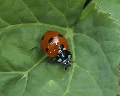 Loodusõppeprogramm "Mitmekesine Lasnamägi": Lepatriinulased