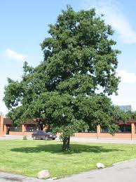 Loodusõppeprogramm "Mitmekesine Lasnamägi": Sanglepp