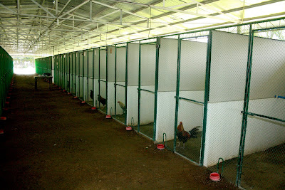 Gen Gen Arayata: Fly pens