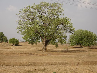 Herbal Trees plants Medicine Care Photo Gallery: MADHUCA INDICA