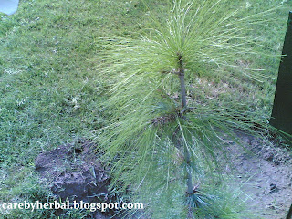 Herbal Trees plants Medicine Care Photo Gallery: PINUS ROXBURGHII