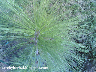 Herbal Trees plants Medicine Care Photo Gallery: PINUS ROXBURGHII