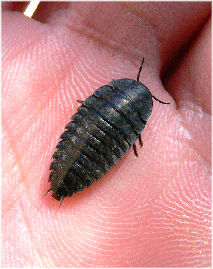 FOTO NATURA HUESCA 2: Oniscidea Latreille, 1802 cochinilla
