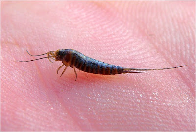 FOTO NATURA HUESCA 2: Lepisma saccharina lepisma-saccharina pececillo ...