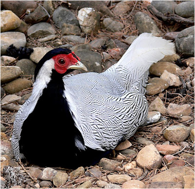 Foto-Natura-Huesca: Faisán plateado lophura nycthemera