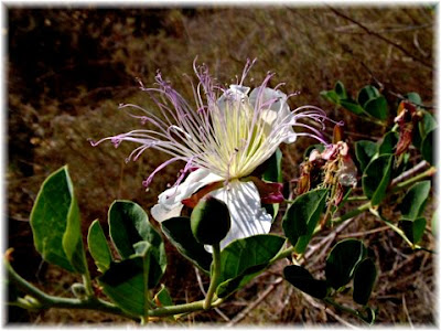 Foto-Natura-Huesca: Flor alcaparra alcaparro capparis spinosa câpre ...