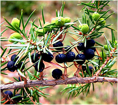 Foto-Natura-Huesca: Enebro juniperus genévrier ginebra ginepro juniper ...