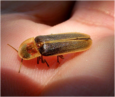 Foto-Natura-Huesca: Luciérnaga firefly lampyris noctiluca mouche à feu ...