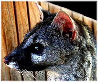 Foto-Natura-Huesca: Gineta jineta genetta genetta gene cat gene cat ...