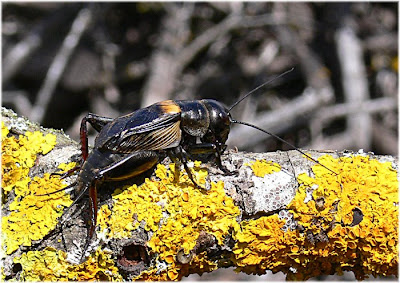 Foto-Natura-Huesca: Grillo doméstico achata domesticus Grillo común o ...